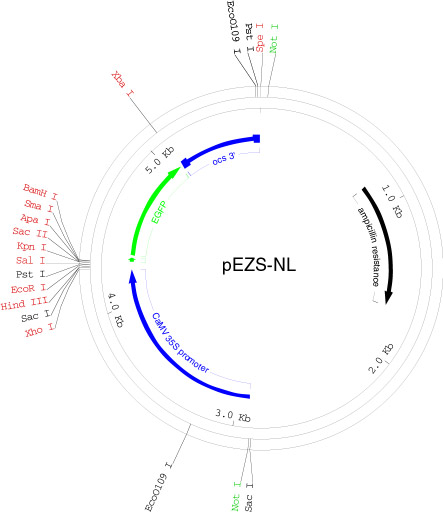 Carnegie Cell Imaging